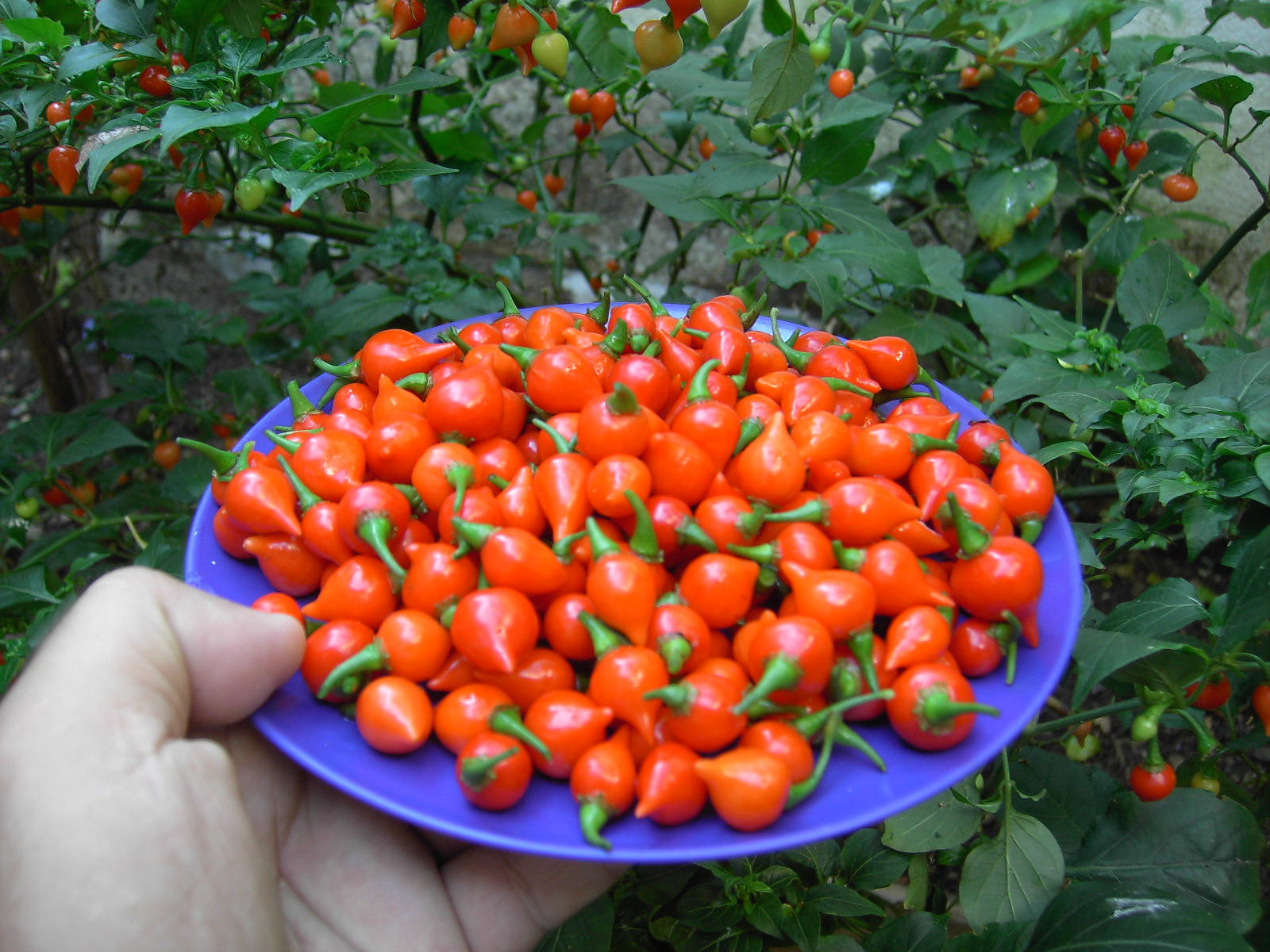 IAmA master chocolatier. AMA anything about making sweets! : r/IAmA